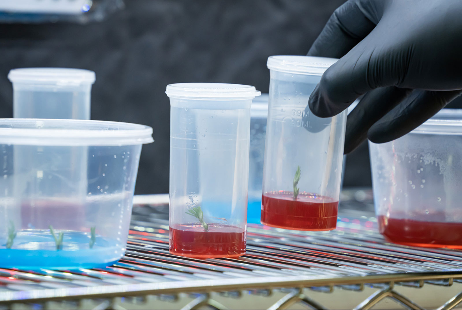 Culture Kit | Athena Product Lines for Growers