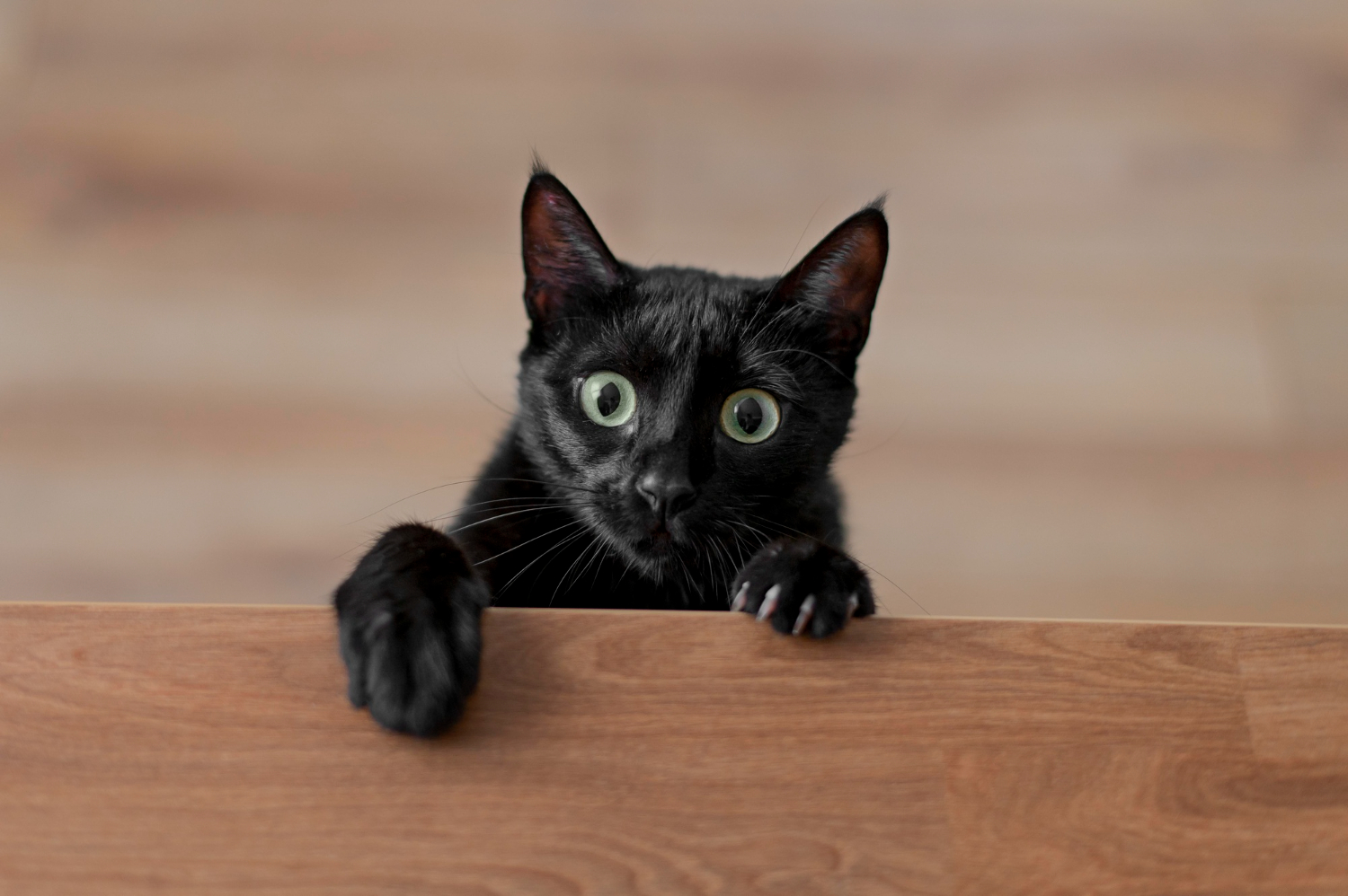Foreign Body Removal Surgery for Pets | Ark Animal Hospital | New ...