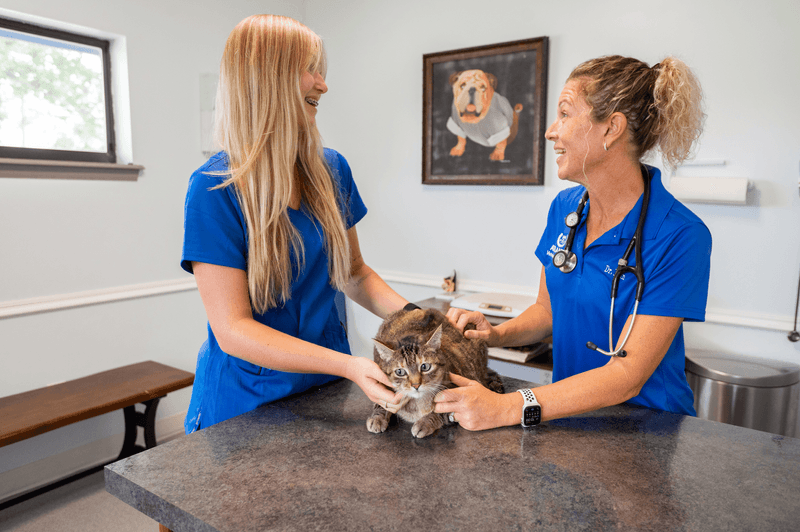 Family-Friendly Vet Hospital in South Jacksonville, FL | Atlantic ...