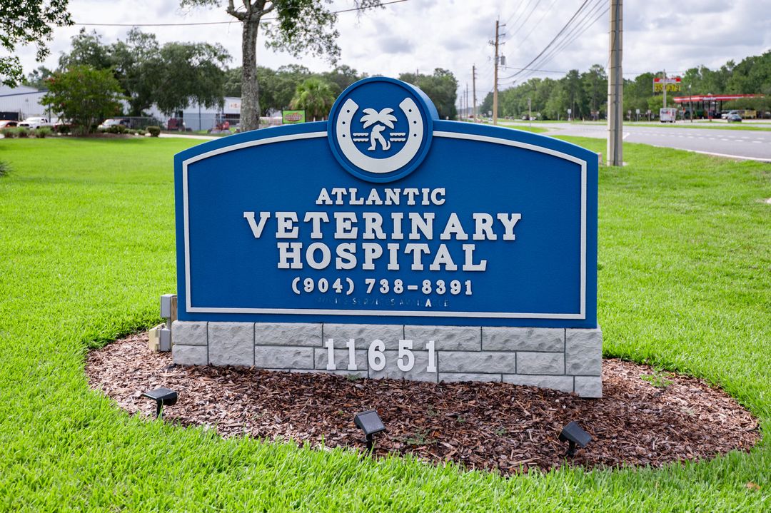 Family-Friendly Vet Hospital in South Jacksonville, FL | Atlantic ...