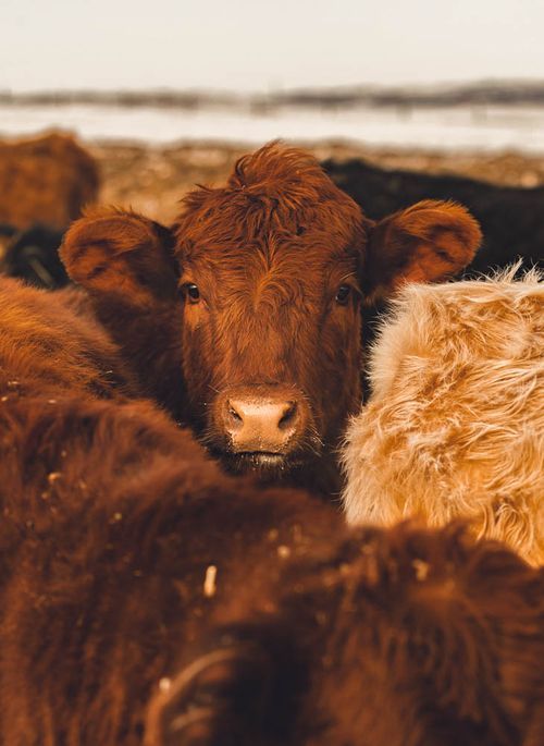 Animal Bedding by Flax Farm: Premium Hemp-Canola, Absorbent and Eco ...