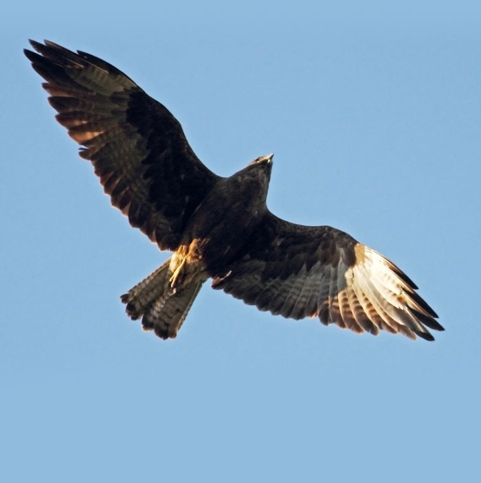 Mitigation Credit Opportunities