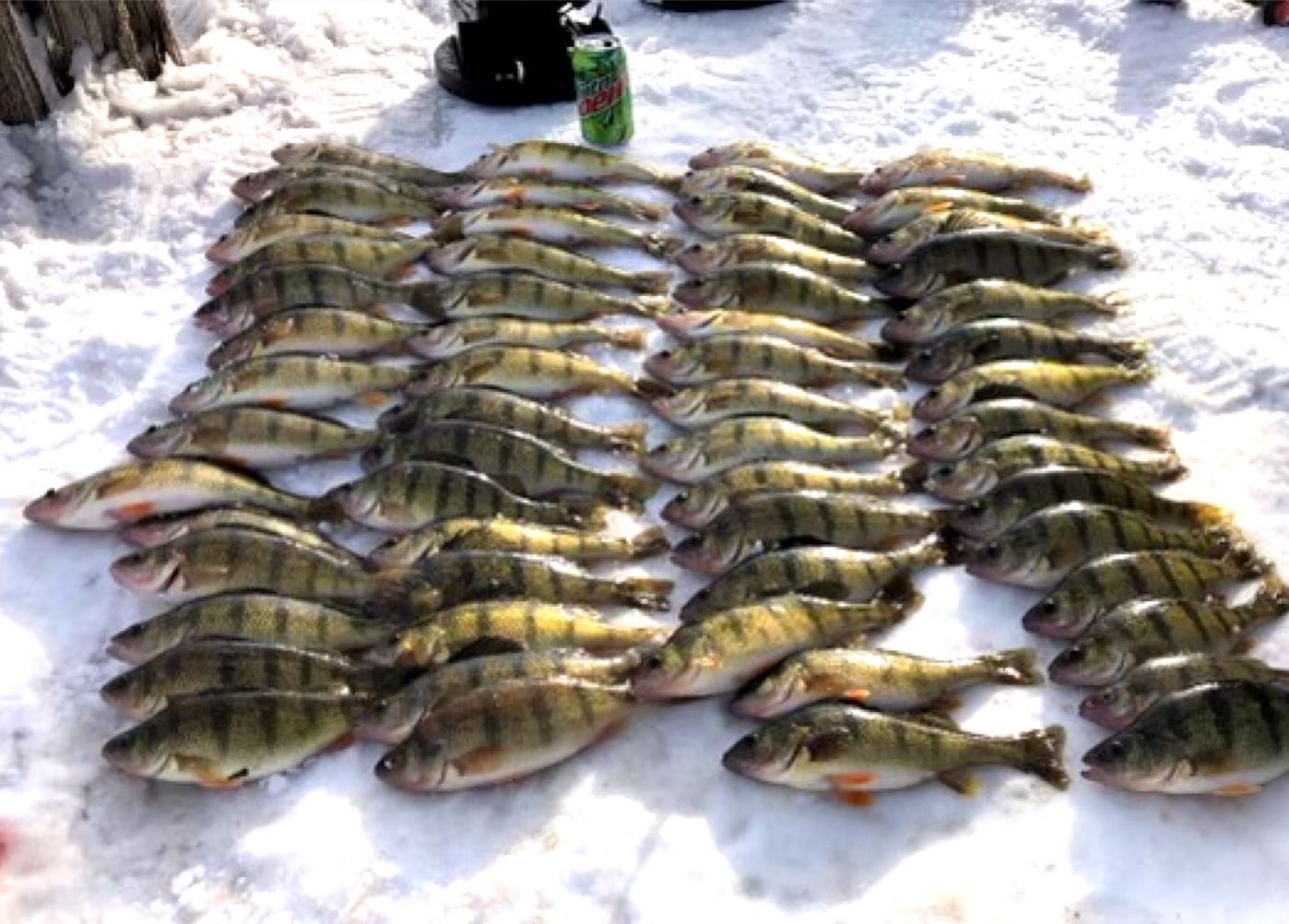 Perch Fishing - SD Outfitters Unlimited