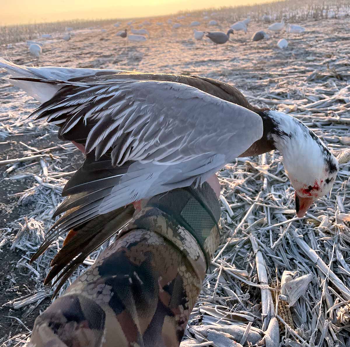 Snow Goose Hunting - SD Outfitters Unlimited