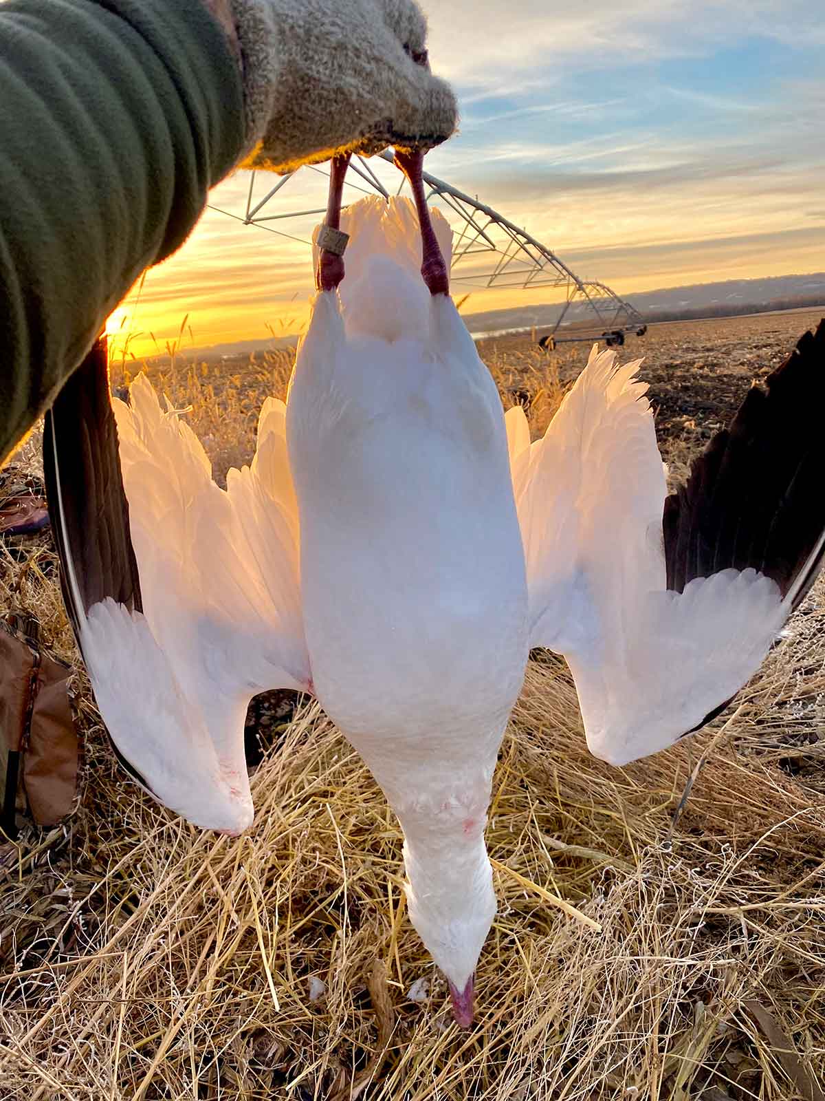 Snow Goose Hunting - SD Outfitters Unlimited