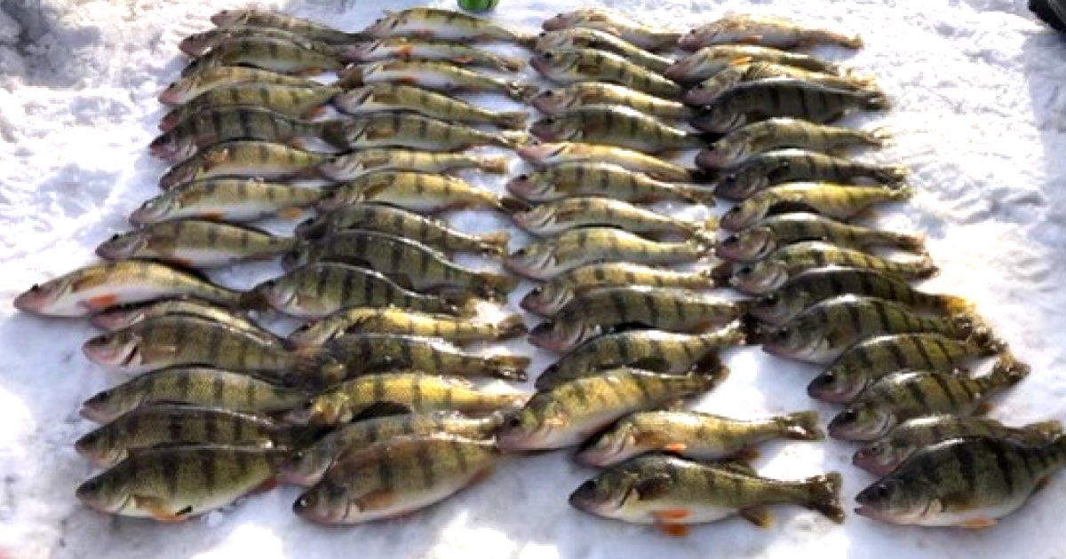 Perch Fishing - SD Outfitters Unlimited