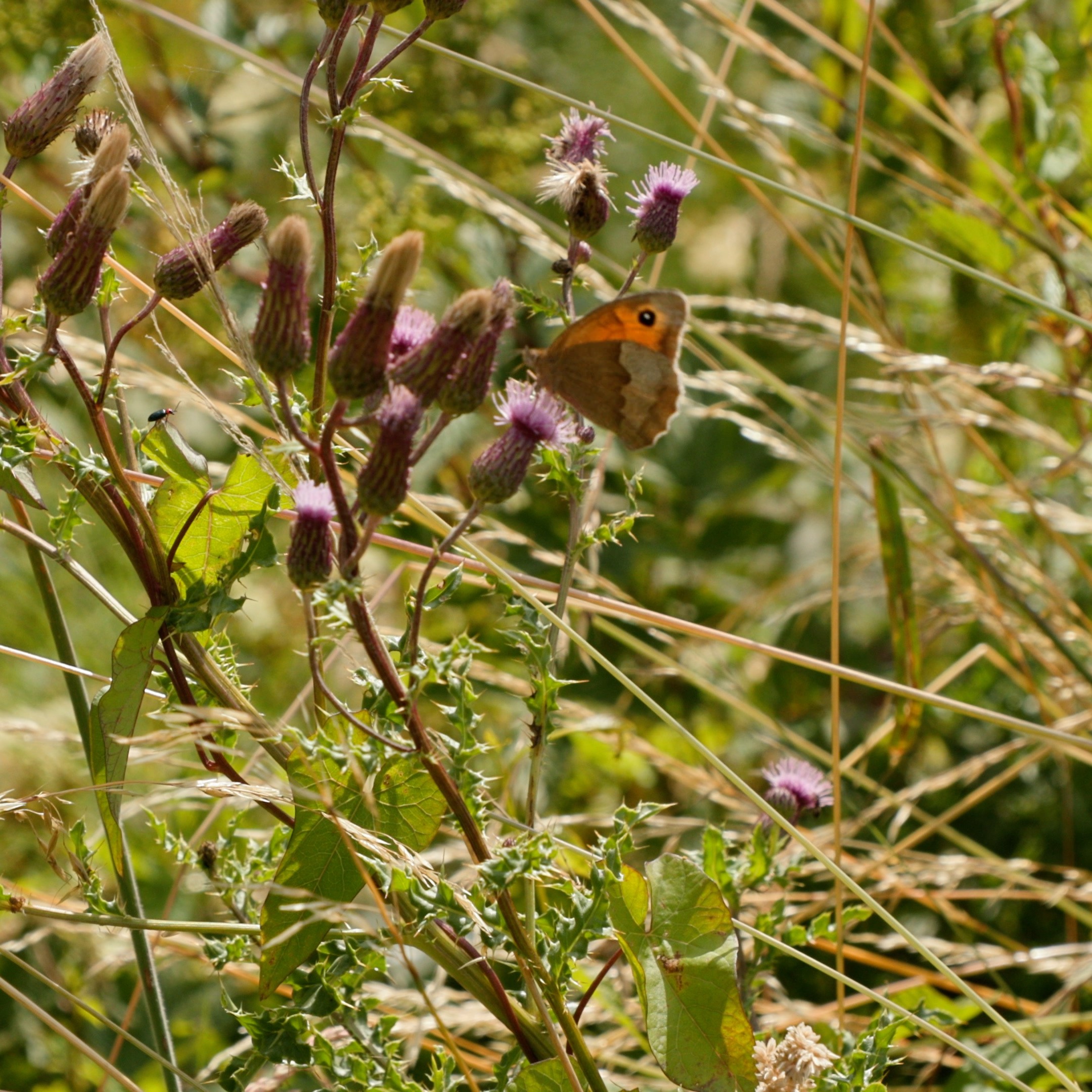 Bowden Pillars Future